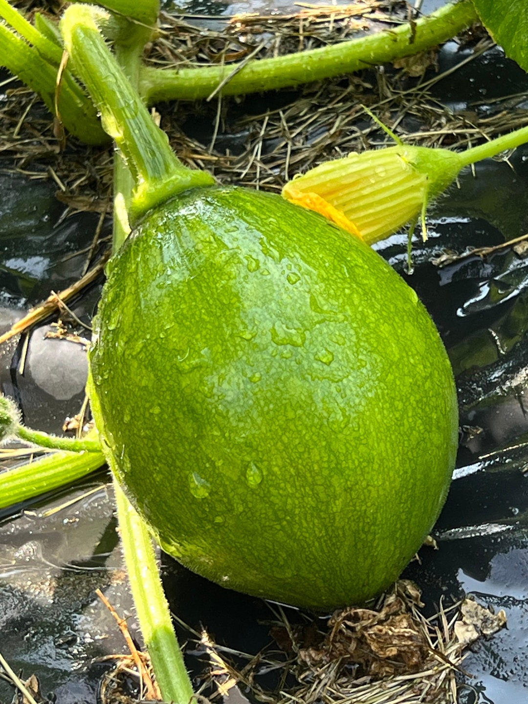 20 Korean Summer Squash Teot Bat Put, Seeds Organnic - Etsy