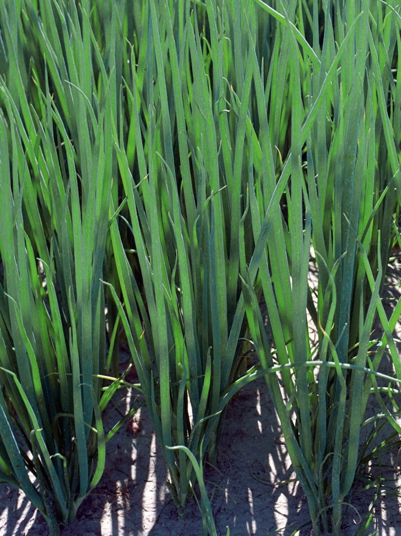 Perennial 50white Japanese Scallion Onion Seeds Zone 4-9 - Etsy
