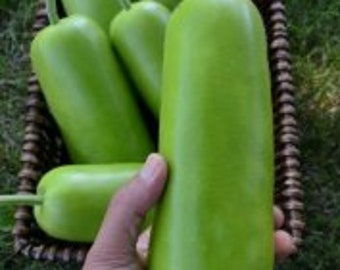10 Seeds Indian DARK DRAGON Bitter Gourd Vietnamese Khô Qua - Etsy
