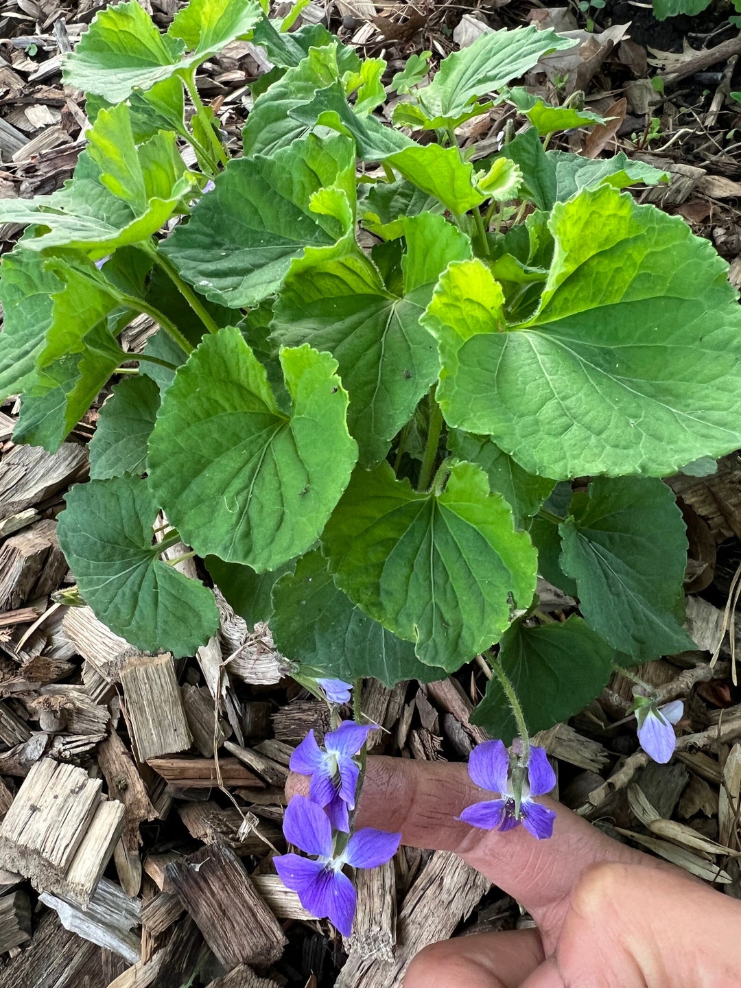 20+common Blue Violet Wildflower Seeds Organic - Etsy