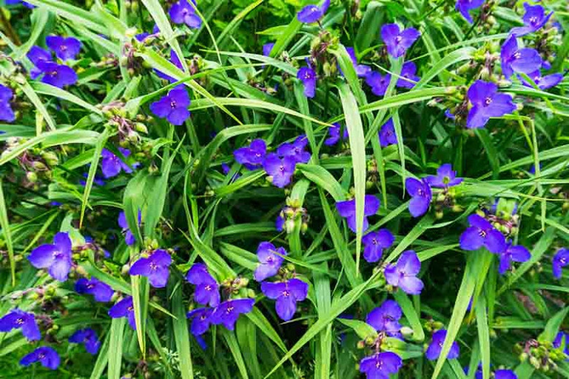 20Virginia spiderwort Perennial wild flower seeds | Etsy