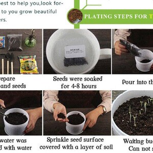 Perennial 20 Sweet Cicely Seeds Zone 3-9 Seeds Do Need Cold ...