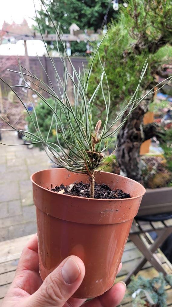 Ponderosa Pine Tree Seedling | Etsy
