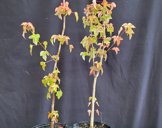 2x Trident Maple Seedlings Trees - Etsy