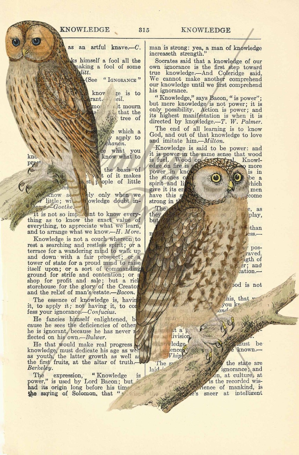 Owl Book Page Art Download Knowledge Scrapbook Collage (Instant ...