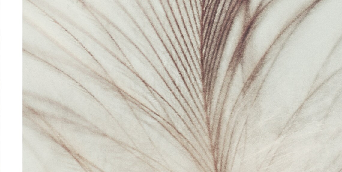 Feather Print soft Feather Print pastel photoModern | Etsy