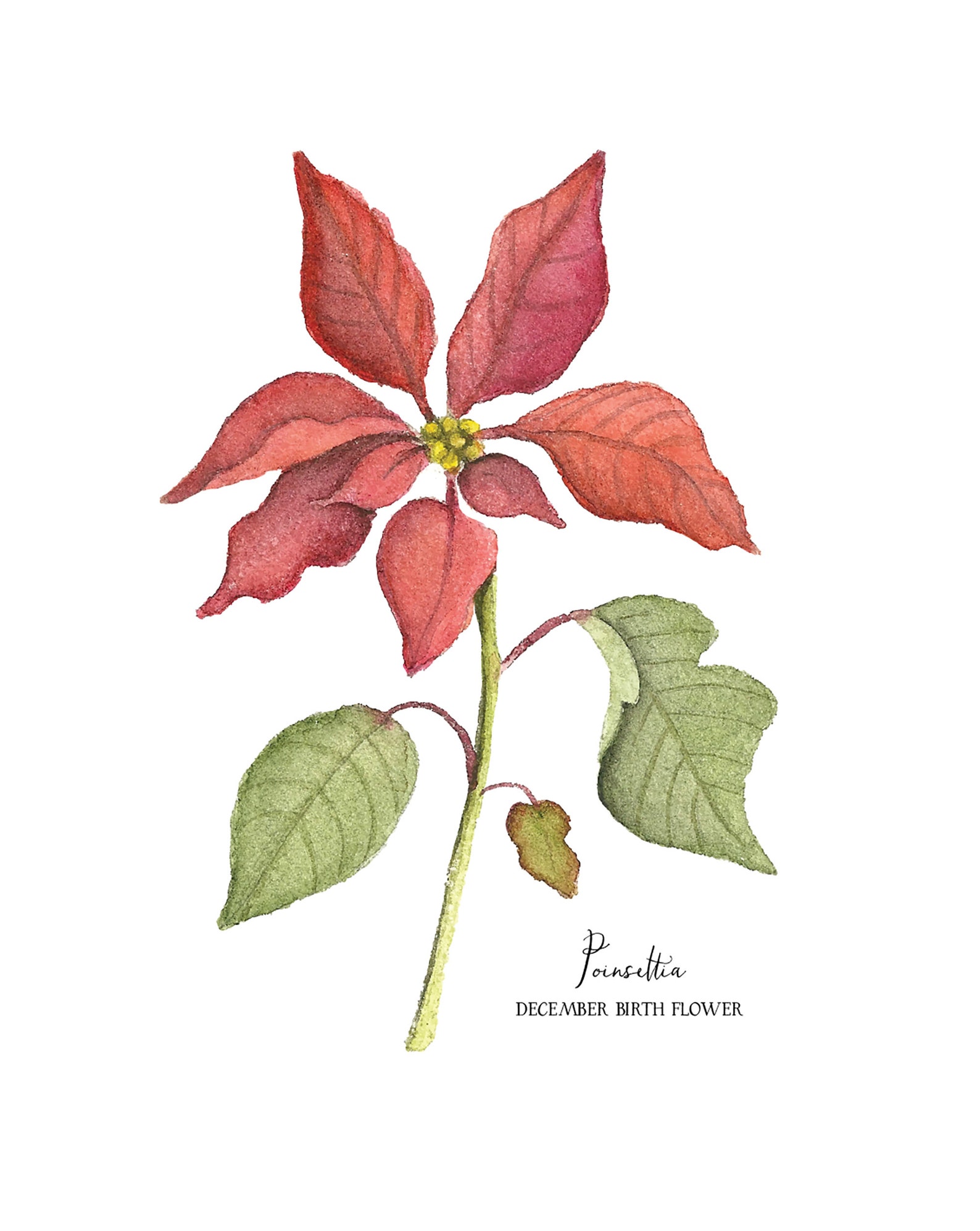 Red Poinsettia. December Birth Flower Watercolor Botanical | Etsy