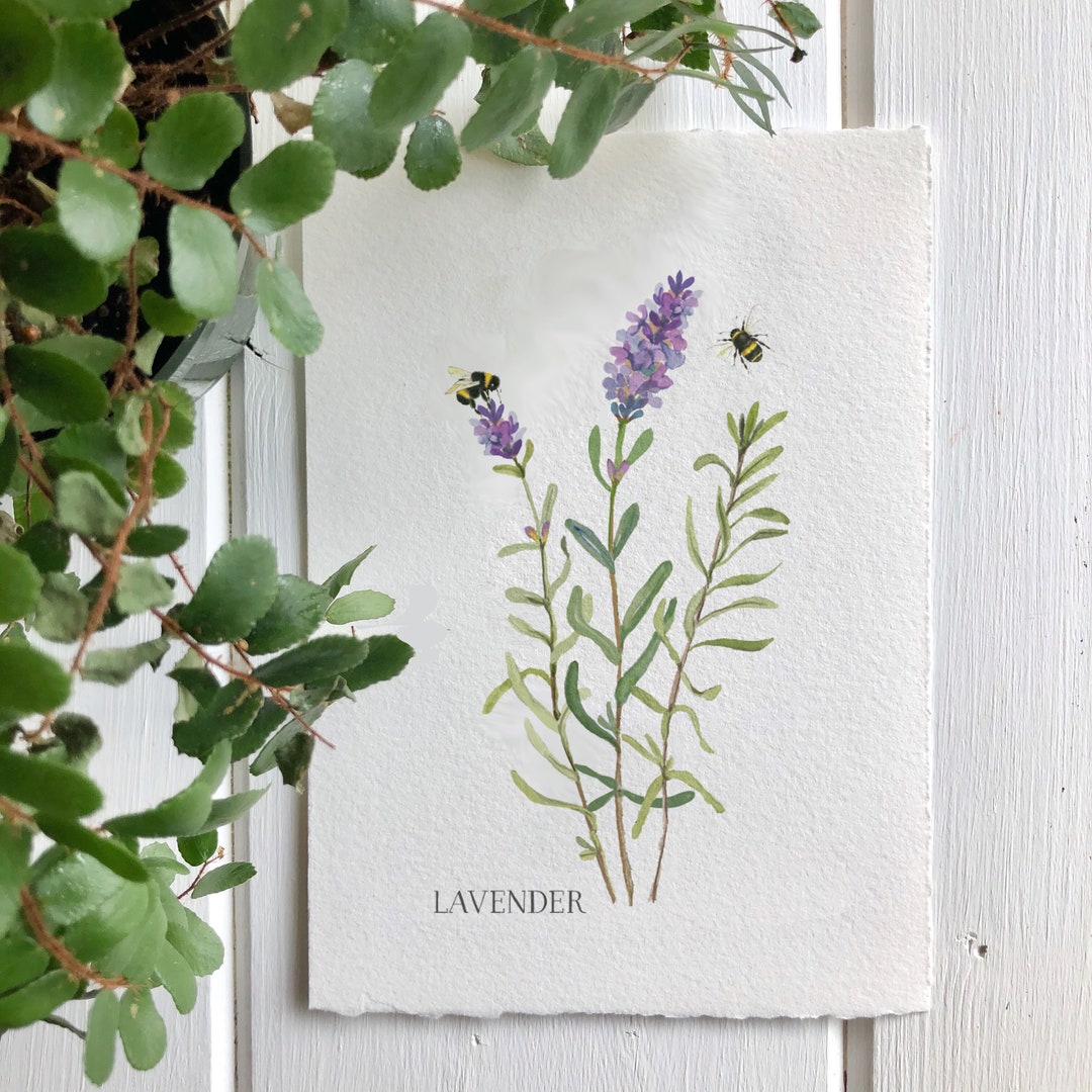 Giclée Print of Lavender, Botanical Style Herbal Prints, Print of a ...