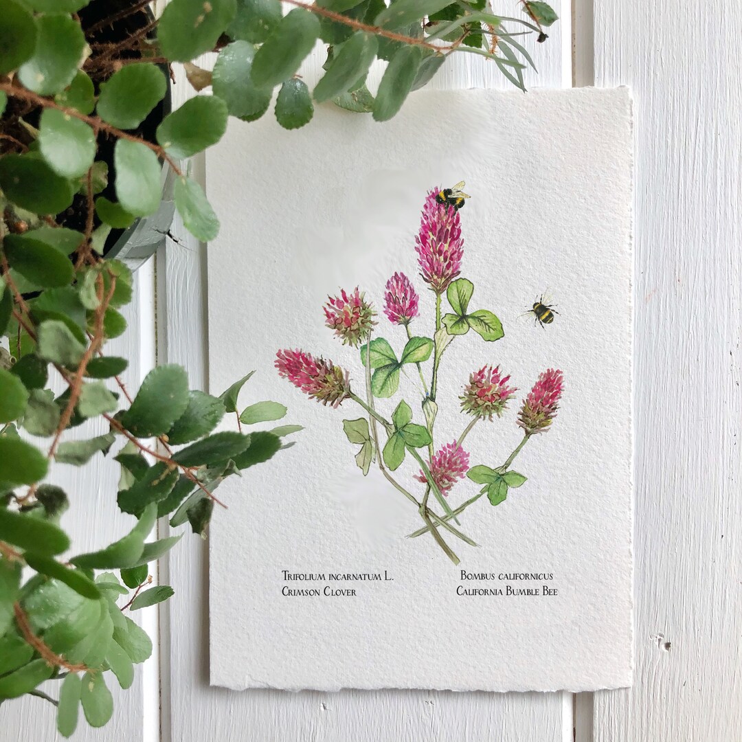 Crimson Clover Botanical Art Print, Giclee Print, 3 Sizes, Part of a ...