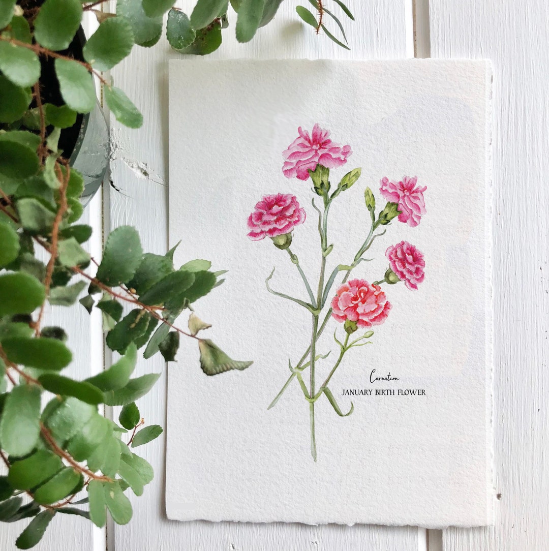 January Birth Flower, Pink Carnation Art Prints, Giclee Print of an ...