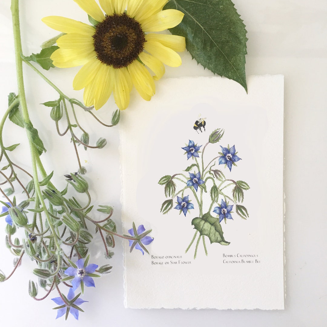 Giclee Print of Borage, Edible Blue Flower, Botanicle Style Art Print ...