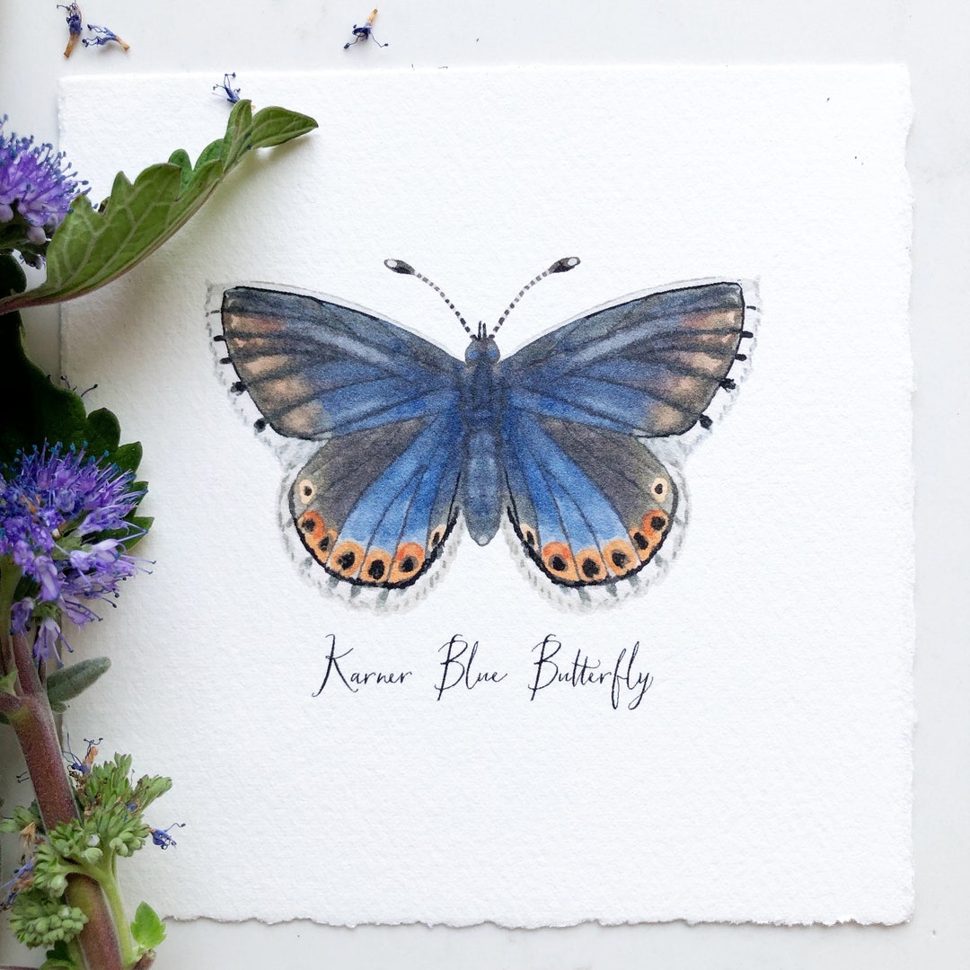 Karner Blue Butterfly - Etsy