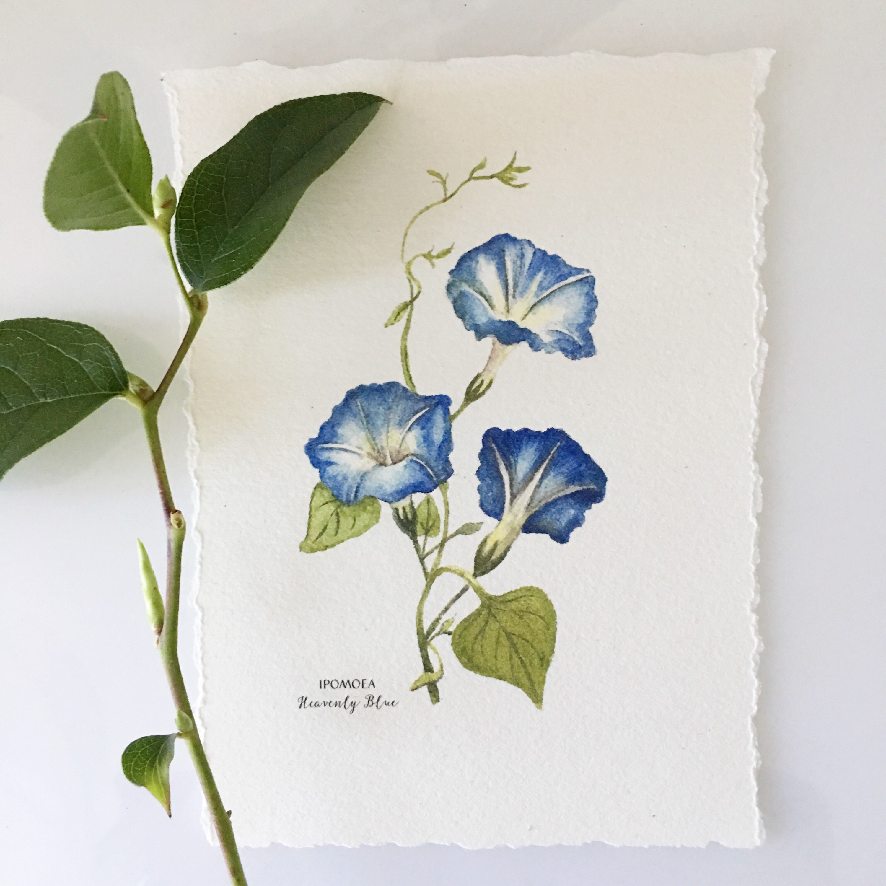 Morning Glory Watercolor