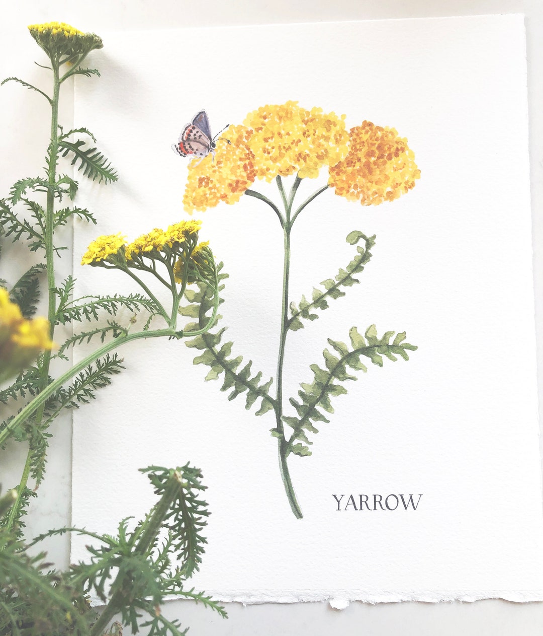 Giclee Print of Yellow Yarrow, Herbal Art Print - Etsy