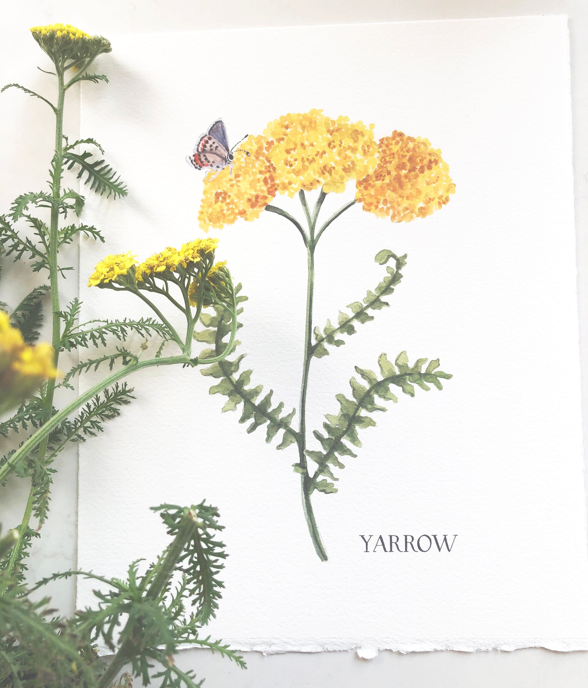 Yellow Yarrow Illustration