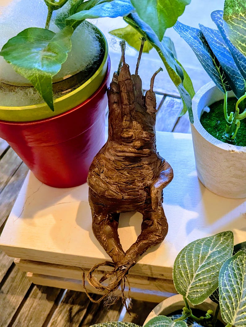Mandrake/ Mandragora Plant - Etsy