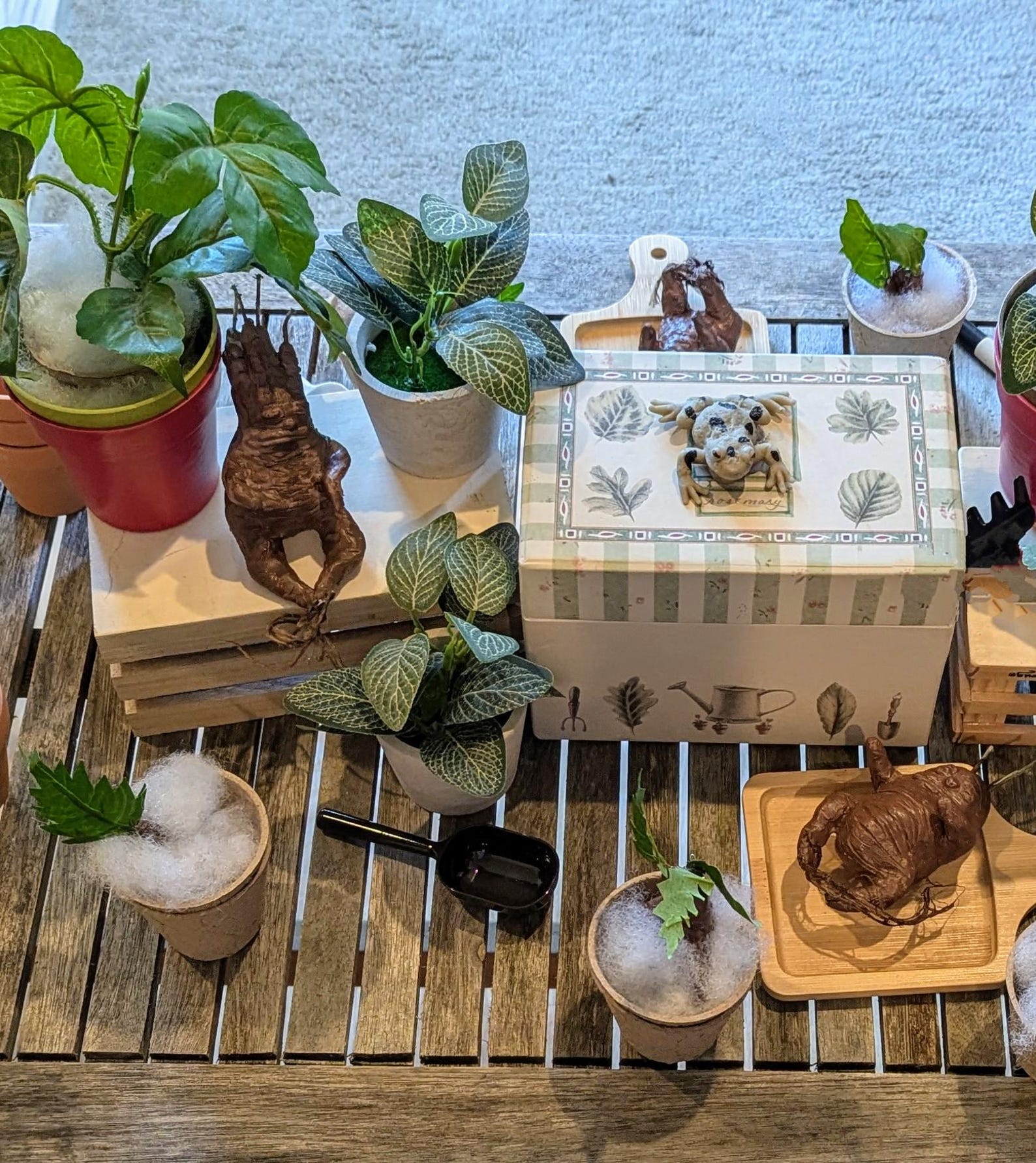 Mandrake/ Mandragora Plant - Etsy