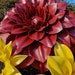 Giant Dahlia 80cm to 1m Diameter Handmade of Isolon Foam, Freestanding ...
