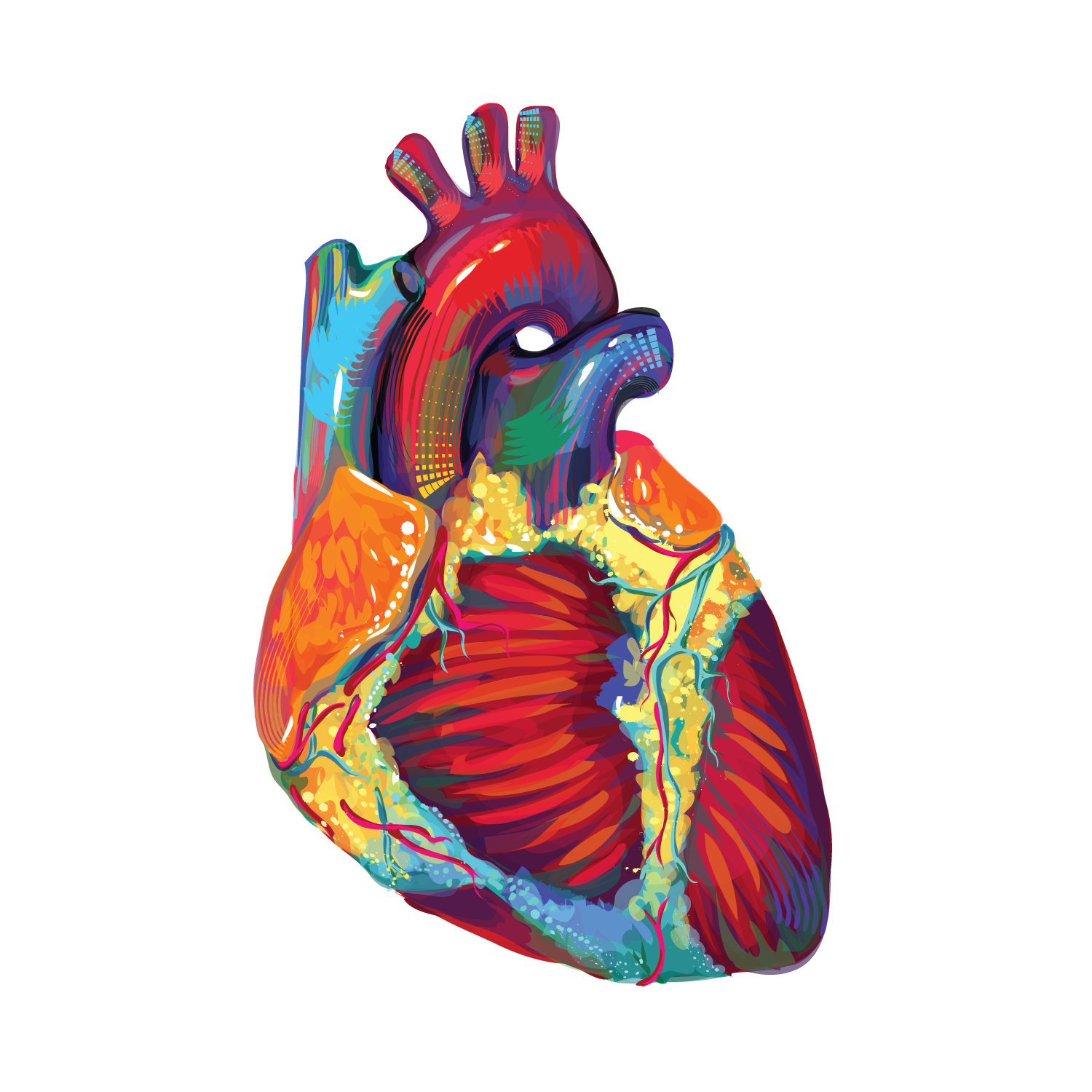 Human Heart Pictures To Color