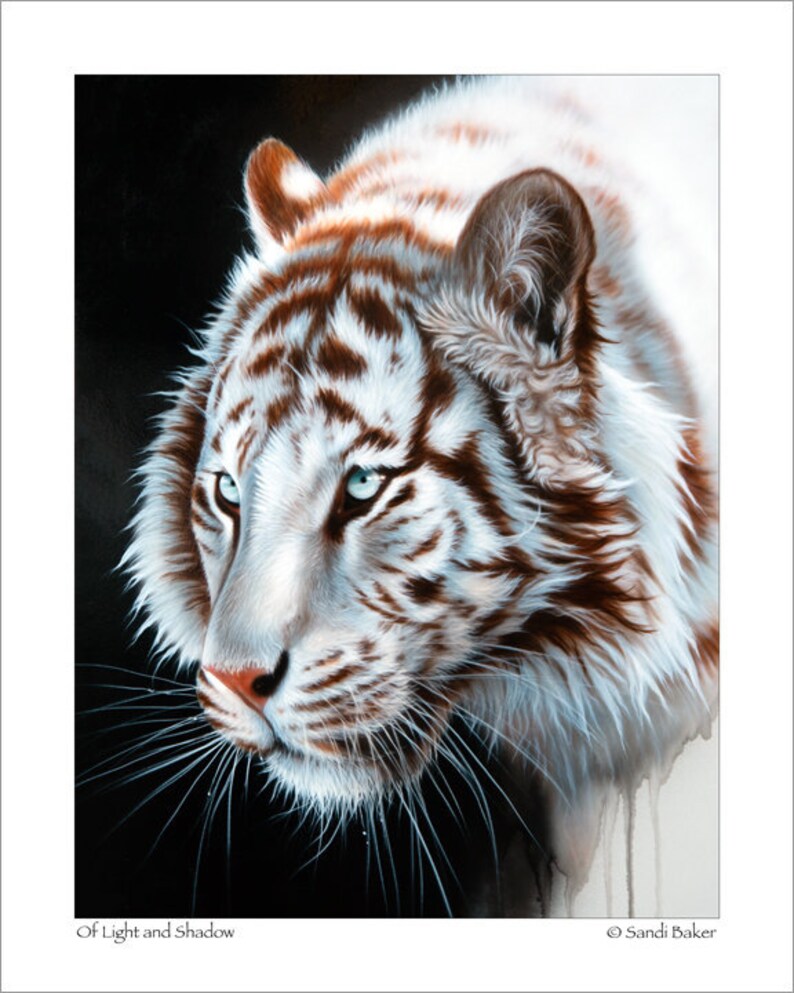Tiger Art Print - "of Light and Shadow" © Sandi Baker - Etsy