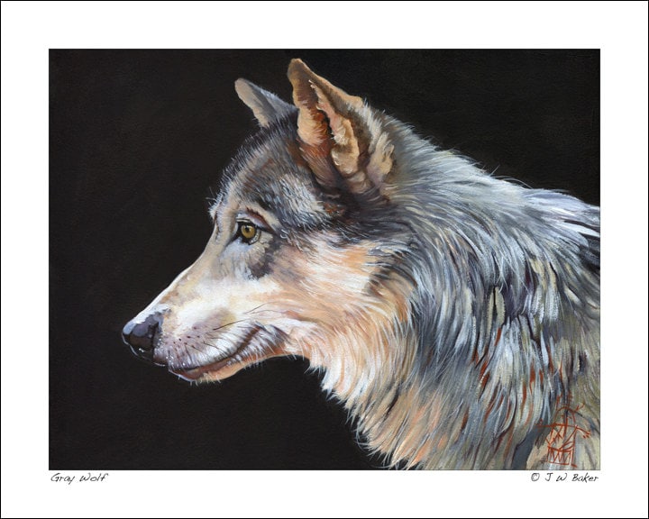 Collectible Wolf Print - “gray Wolf” - Wildlife Art Reproduction - Etsy