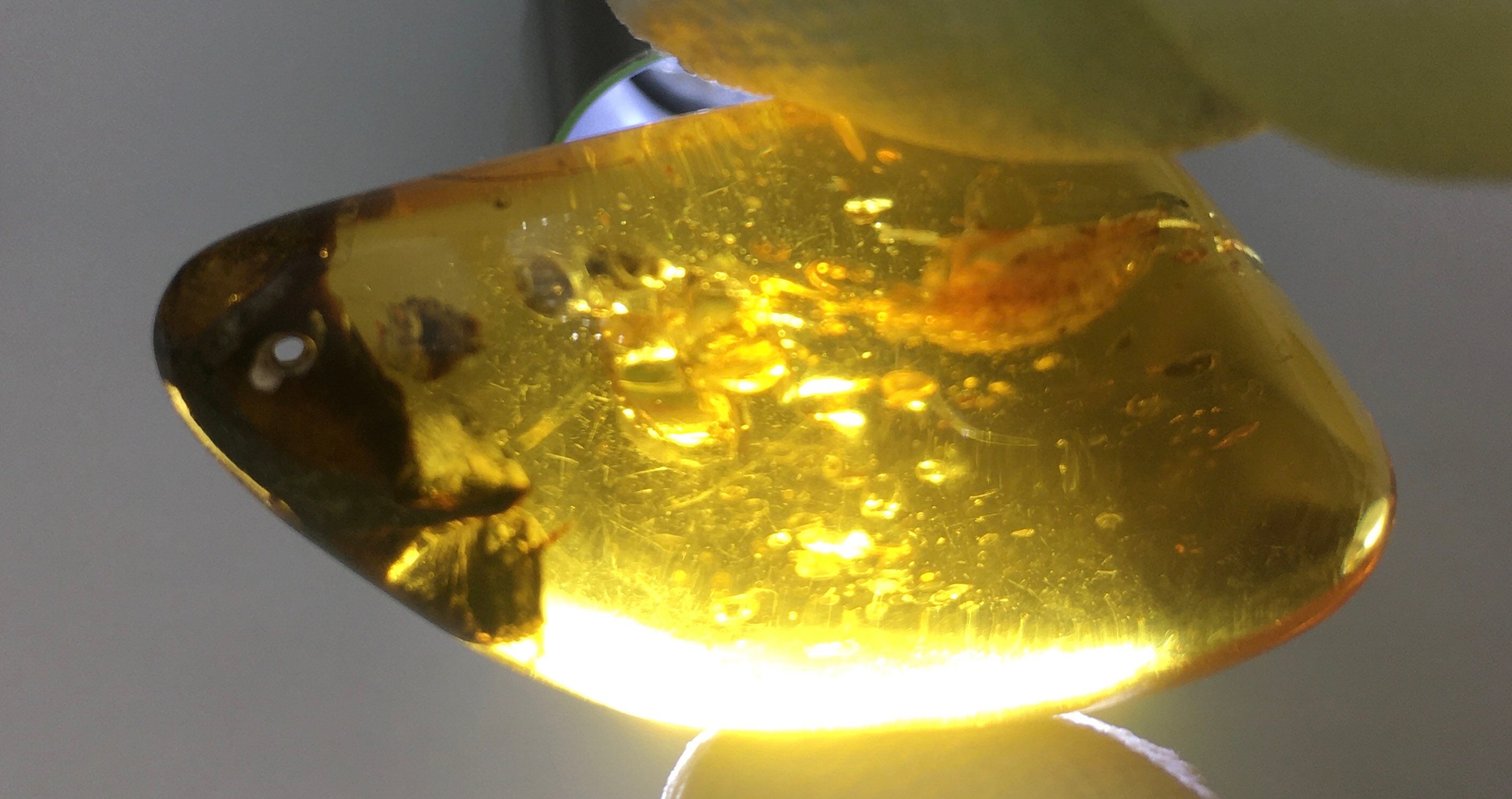 Natural Amber Burma Insectamber Burmiteamber Burmeseamber | Etsy
