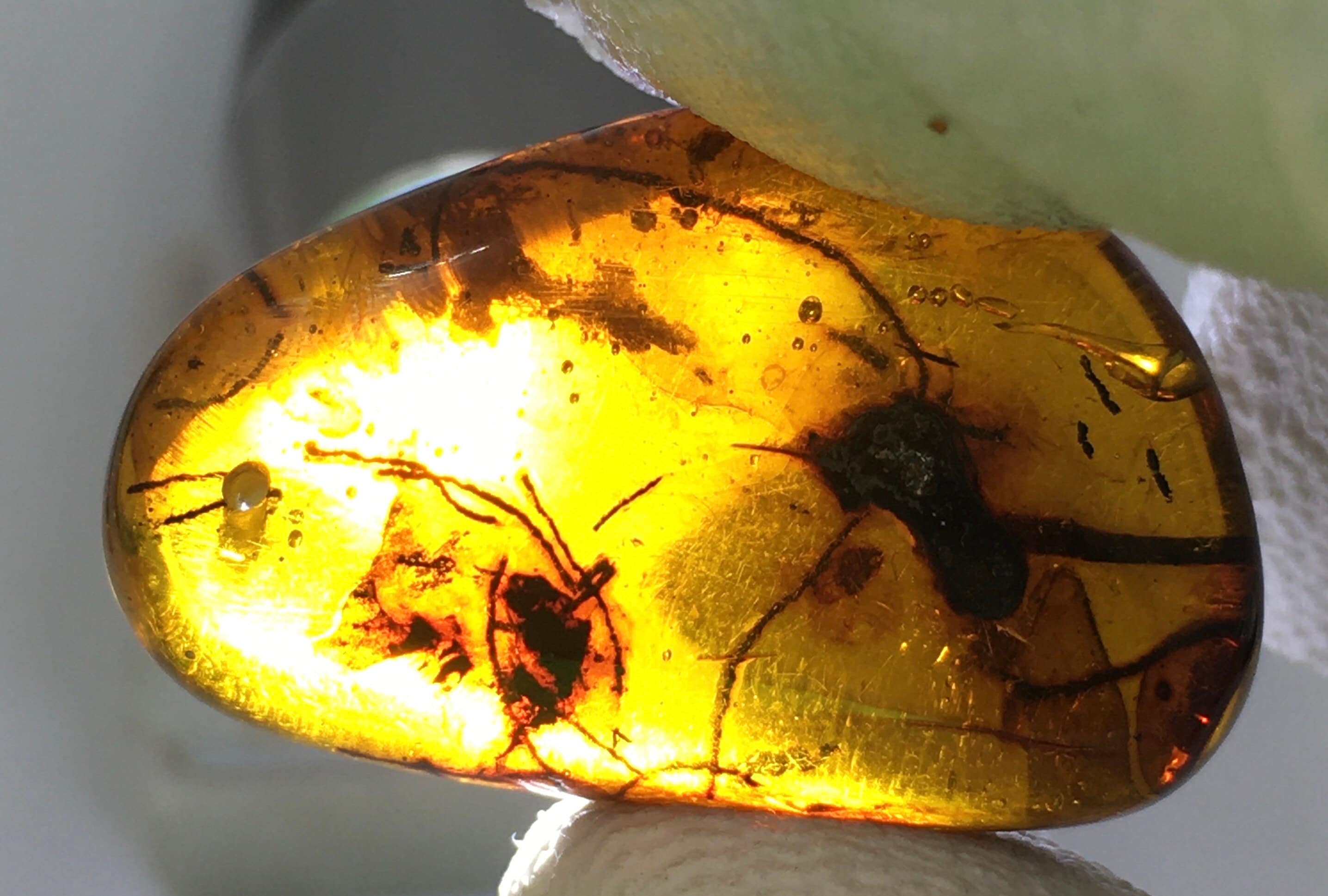 Natural Amber Burma Insectamber Burmiteamber Burmeseamber - Etsy UK