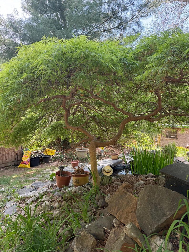Lacey Japanese Maple Ornamental 2-4 Inch Sapling Tree - Etsy
