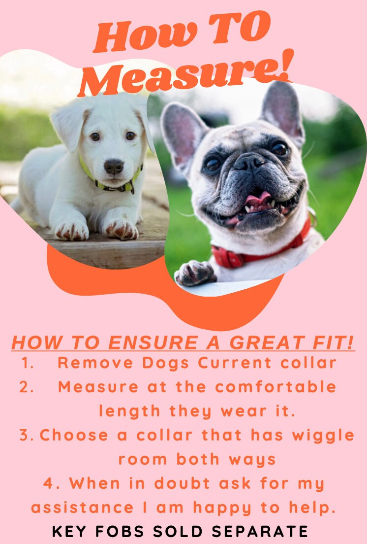 Dog Collar, Cookie, Gingerbread Man, Gingerbread, Collar, Cookies, Boy ...