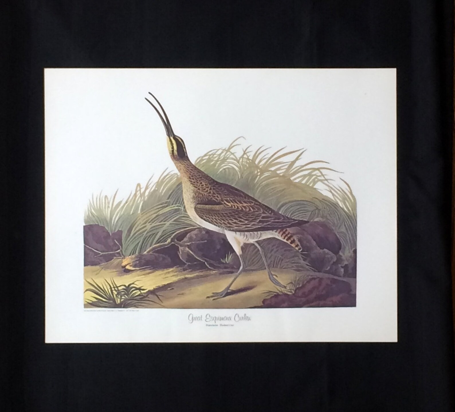 Great Esquimaux Curlew - Numenius Hudsonicus Birds of America National ...