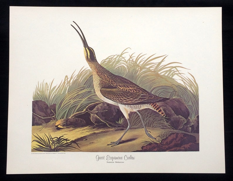 Great Esquimaux Curlew - Numenius Hudsonicus Birds of America National ...