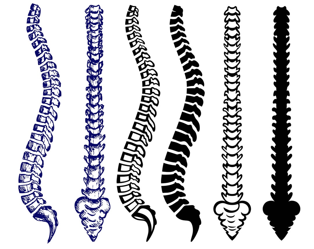 ANATOMY SPINE Svg Png, Spine Vector, Spine Svg, Spine Silhouette, Chiropractor Clipart ...