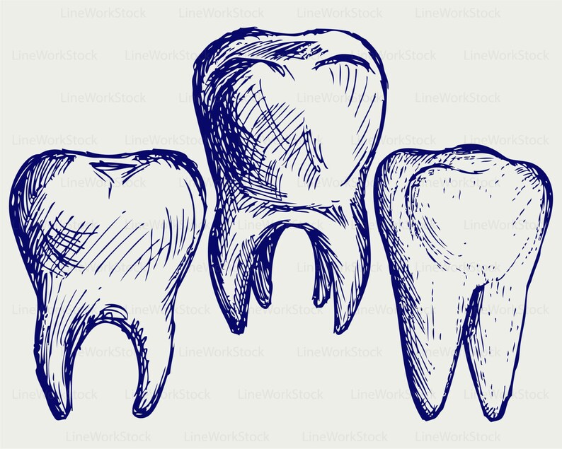Diente molar svg /diente molar clipart /diente svg/silueta | Etsy