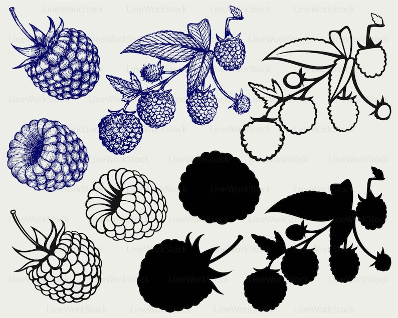 Raspberry Svg/clipart/fruit Svg/raspberry Silhouette/raspberry - Etsy