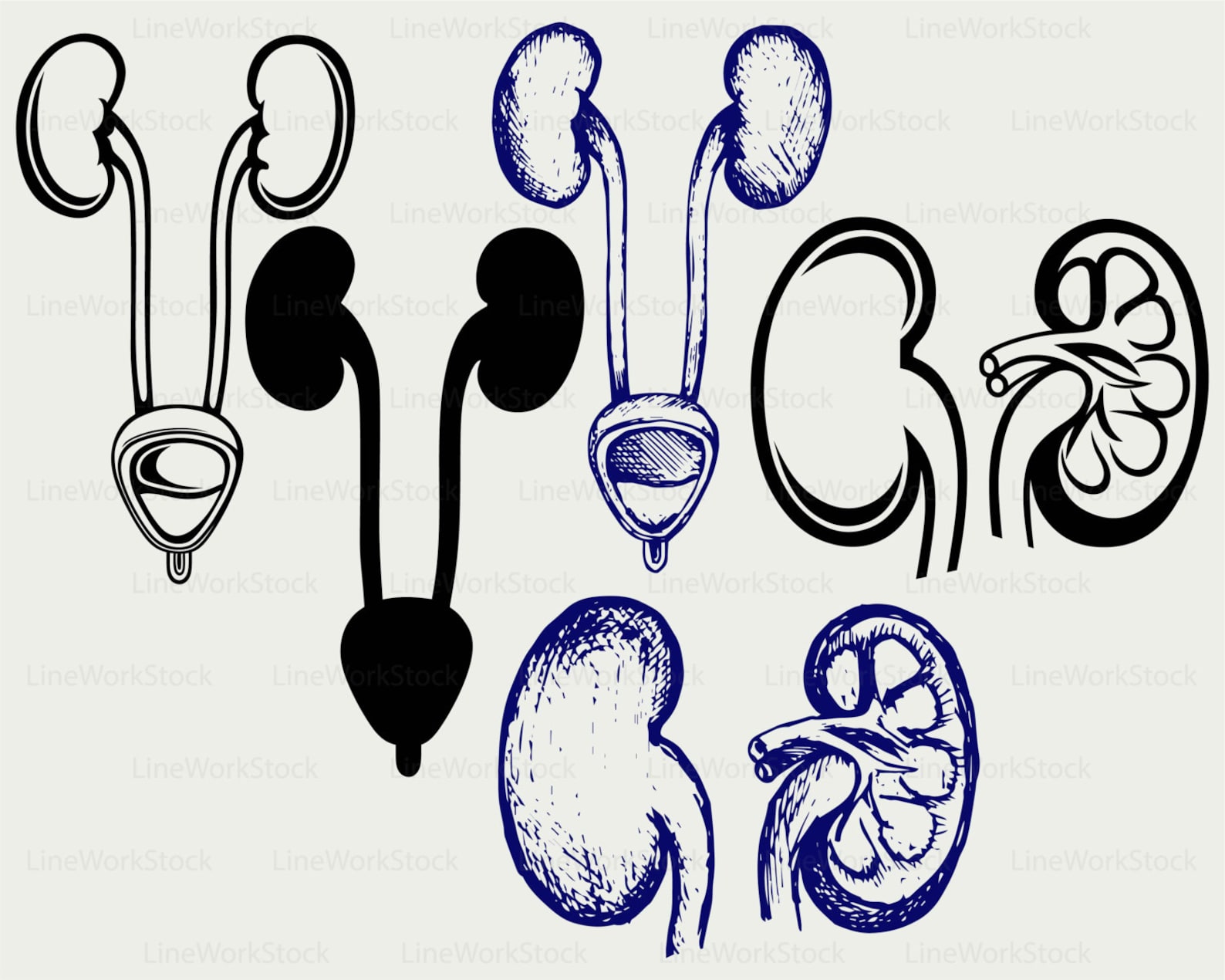 Kidney svg/urinary bladder clipart/kidney svg/urinary | Etsy