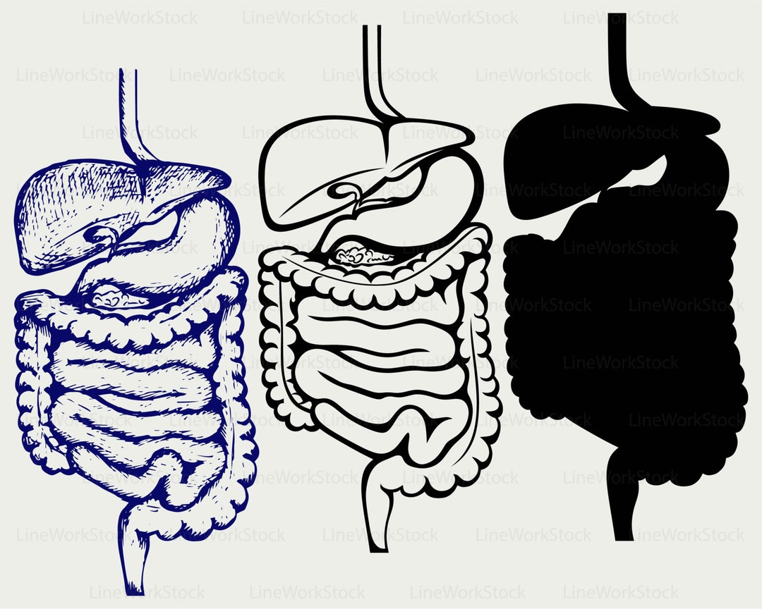 Digestive System Svg/digestive System Clipart/digestive Svg/digestive ...