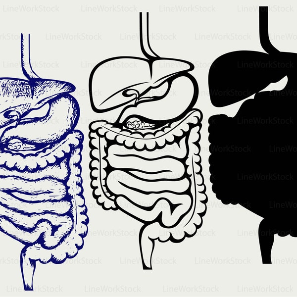 Digestive System Svg - Etsy