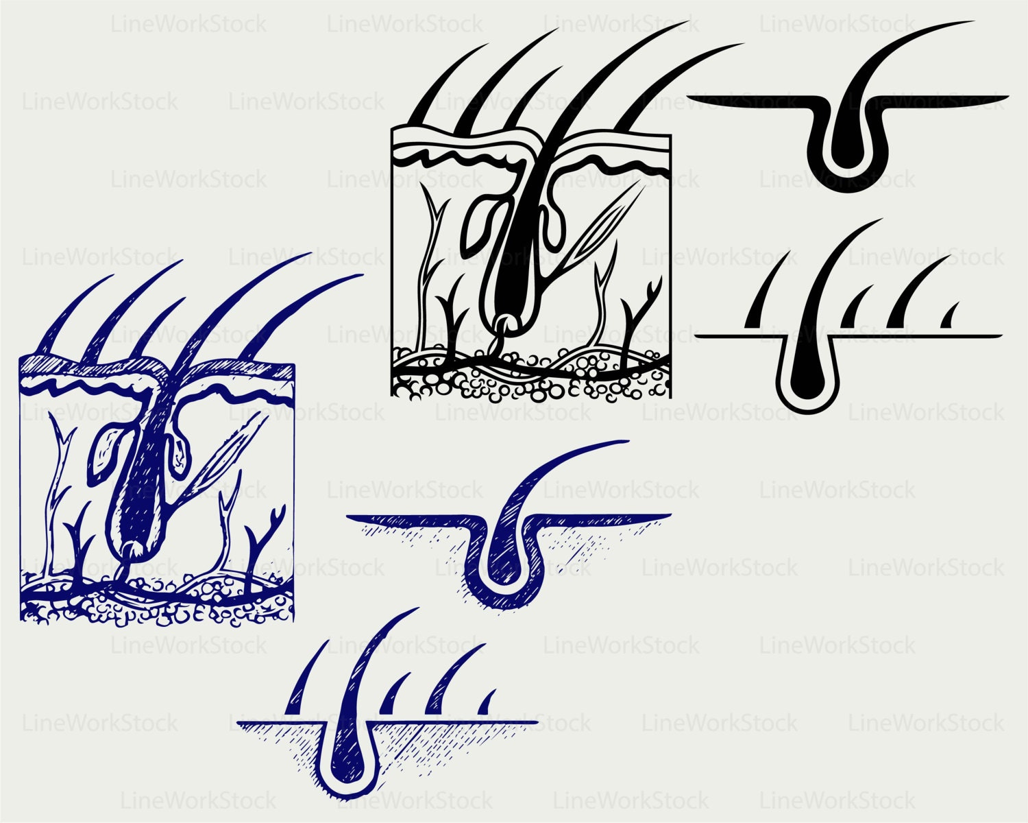 Skin Anatomy Svg/skin Clipart/skin Svg/skin Anatomy - Etsy