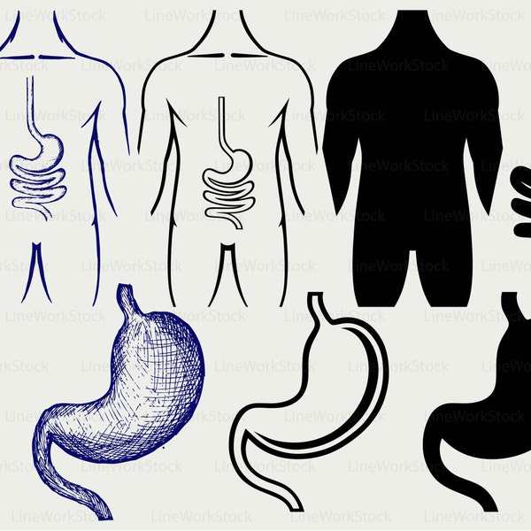 Digestive System Svg - Etsy