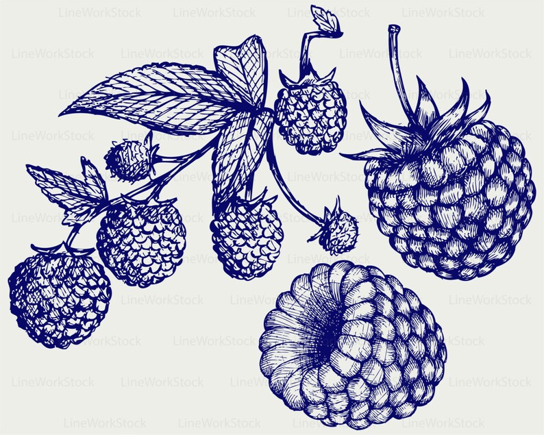 Svg/clipart/fruit framboise svg/raspberry silhouette/framboise cricut ...