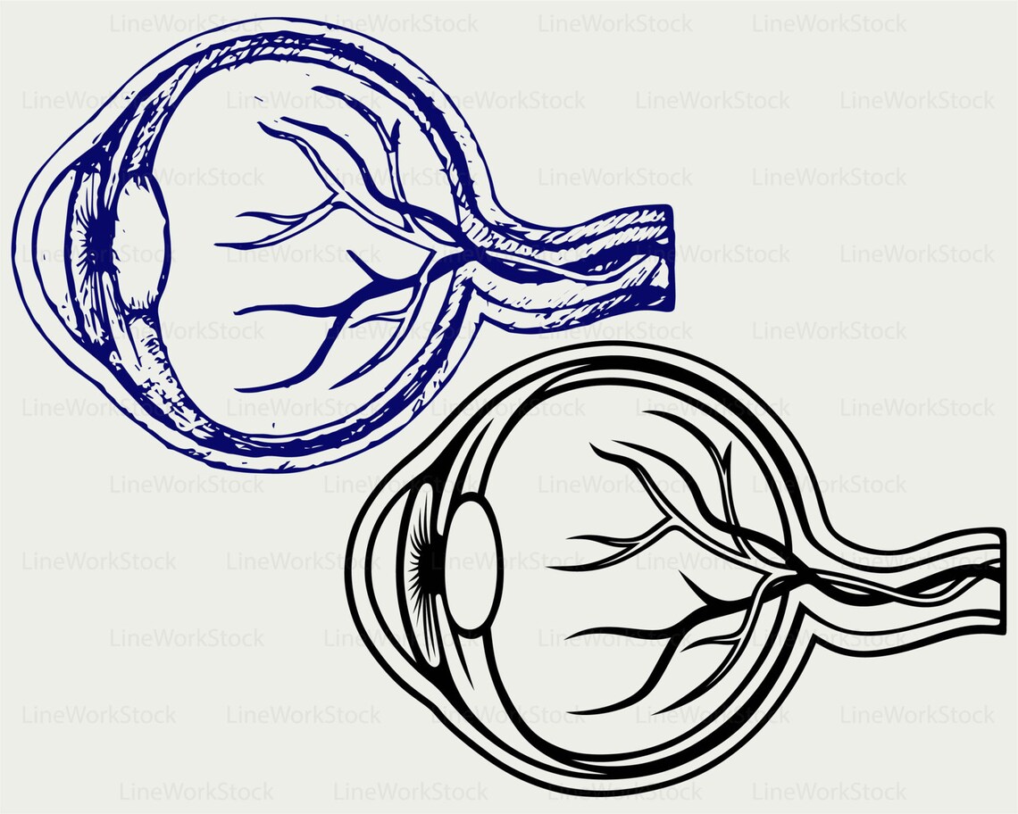 Eye Anatomy Svg/eye Anatomy Clipart/eye Anatomy Svg/eye - Etsy