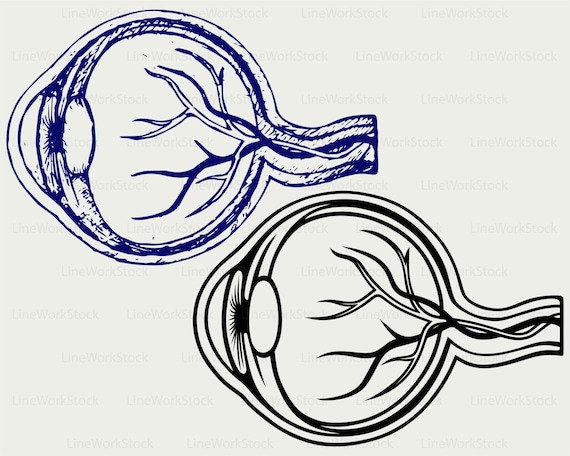 Eye Anatomy Svg/eye Anatomy Clipart/eye Anatomy Svg/eye - Etsy Ireland