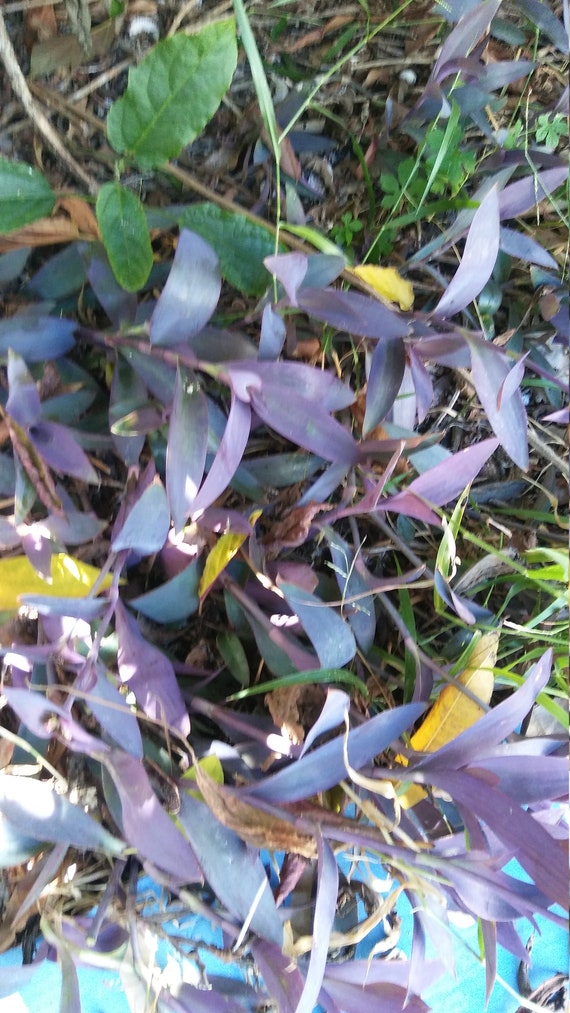 Purple Queen Ground Cover