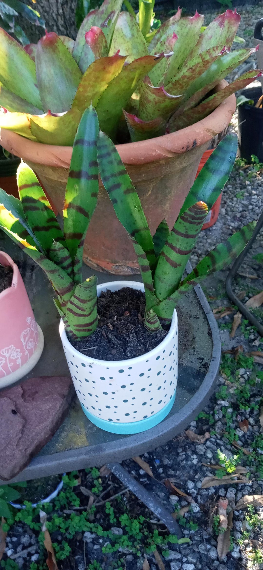 One Spotted Tiger Bromeliad Pup. Easy to Grow and Prolific. One Pup ...
