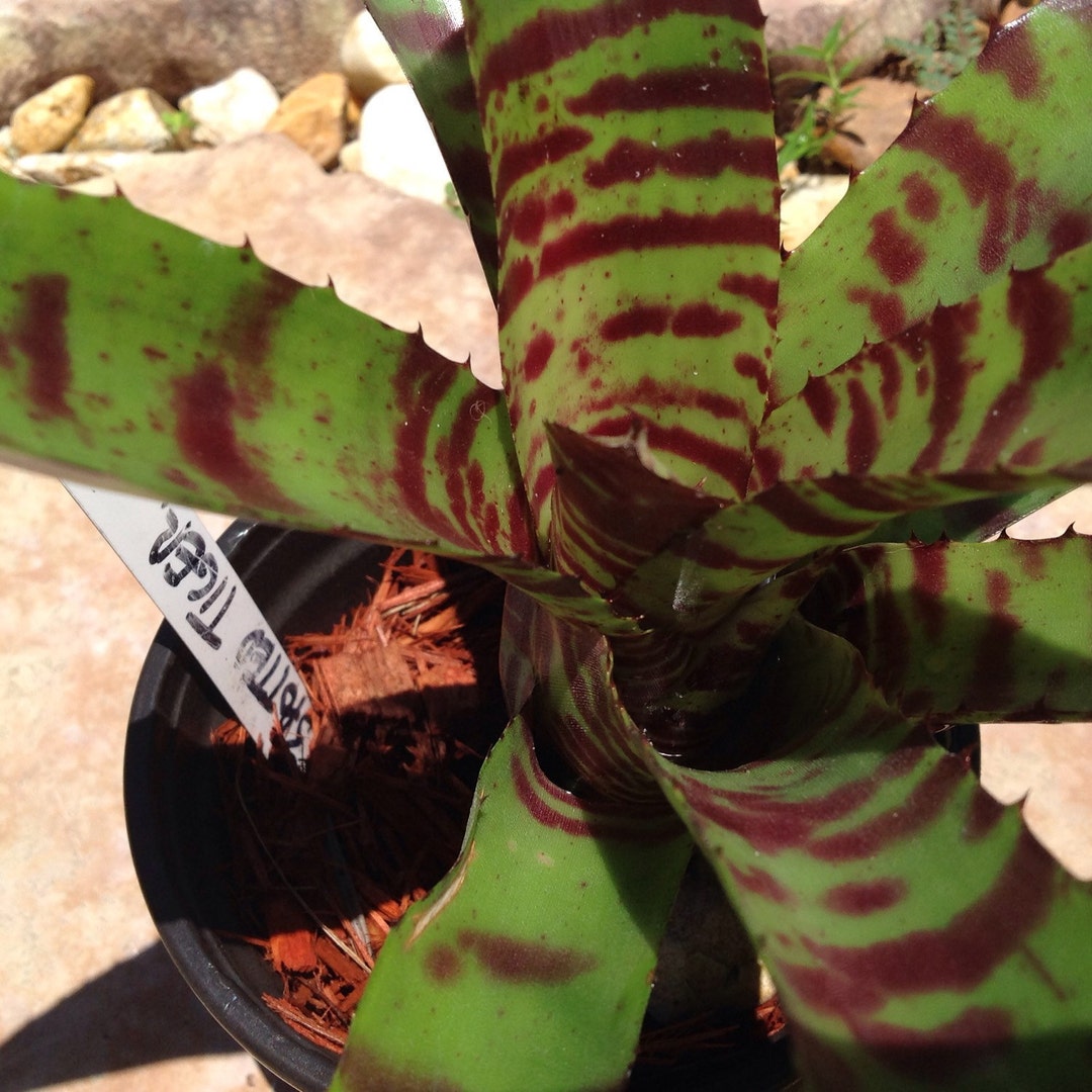 Bromeliads N. Spotted Tiger, One Large Offshoot. - Etsy