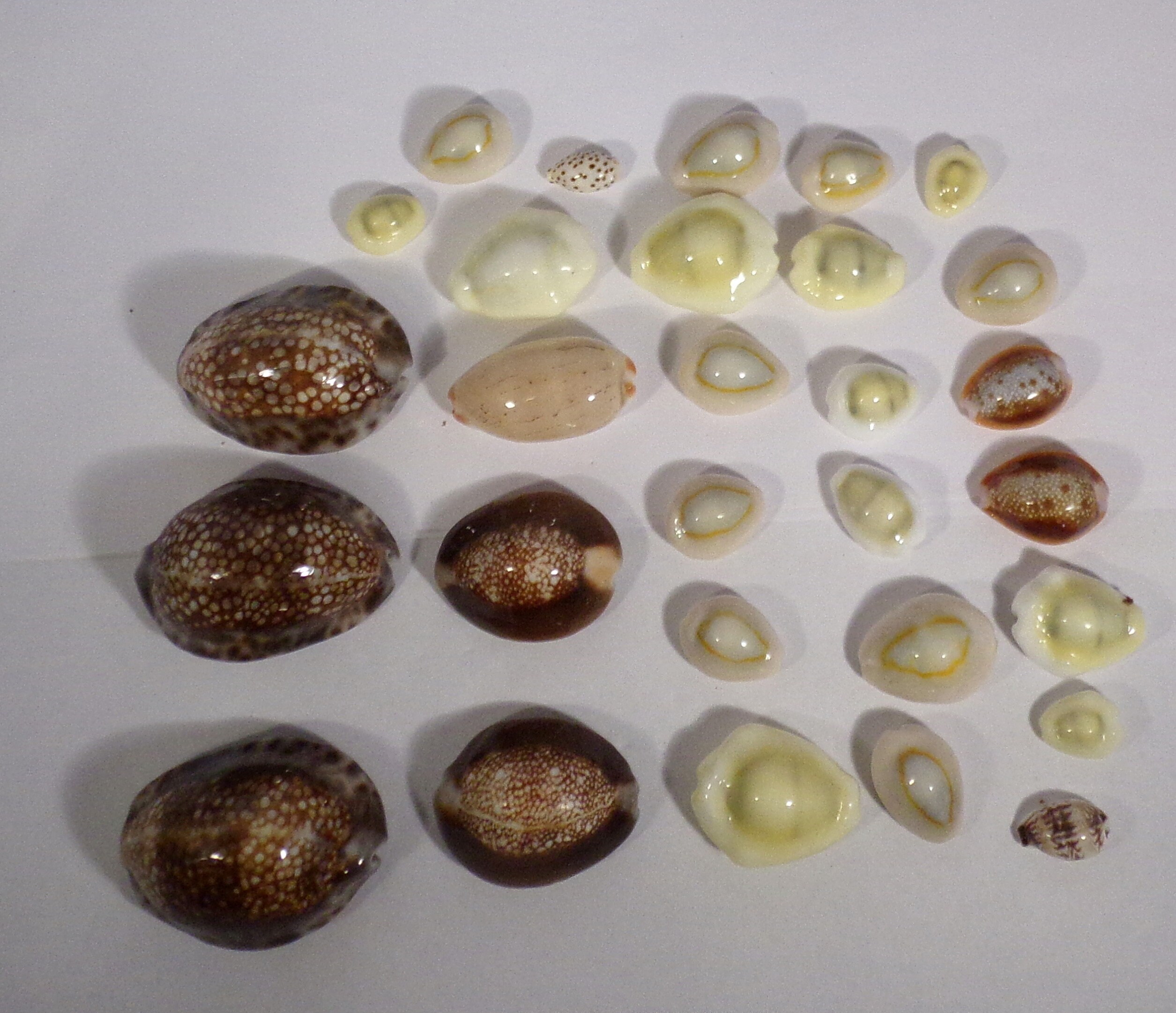 Collectible Small Cowrie and Variety Shell Lot - Etsy