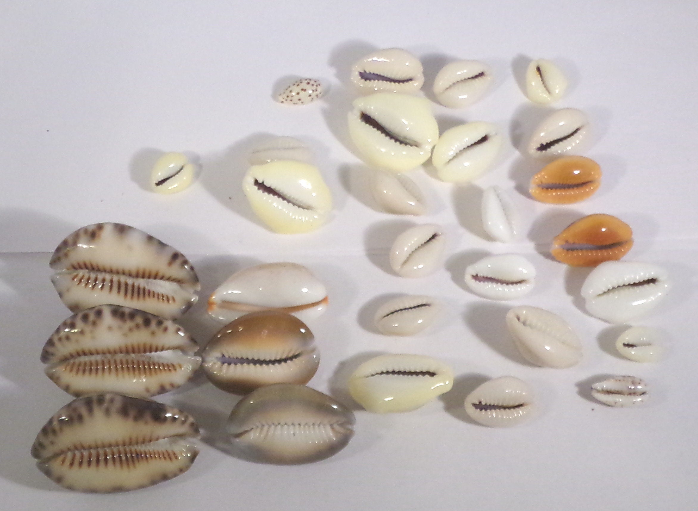 Collectible Small Cowrie and Variety Shell Lot - Etsy