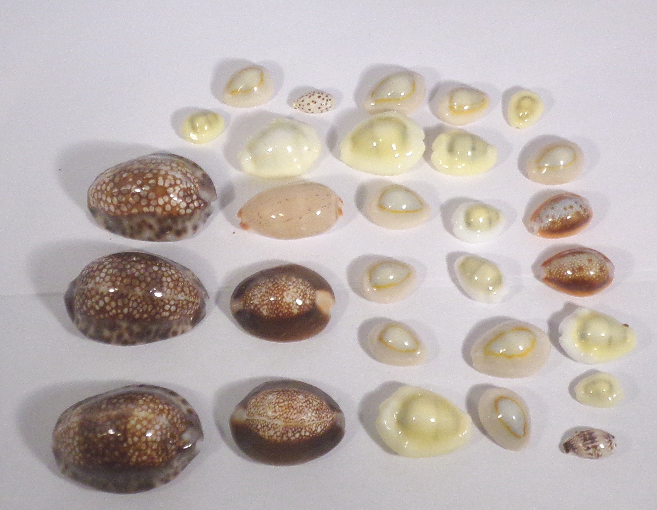 Collectible Small Cowrie and Variety Shell Lot - Etsy