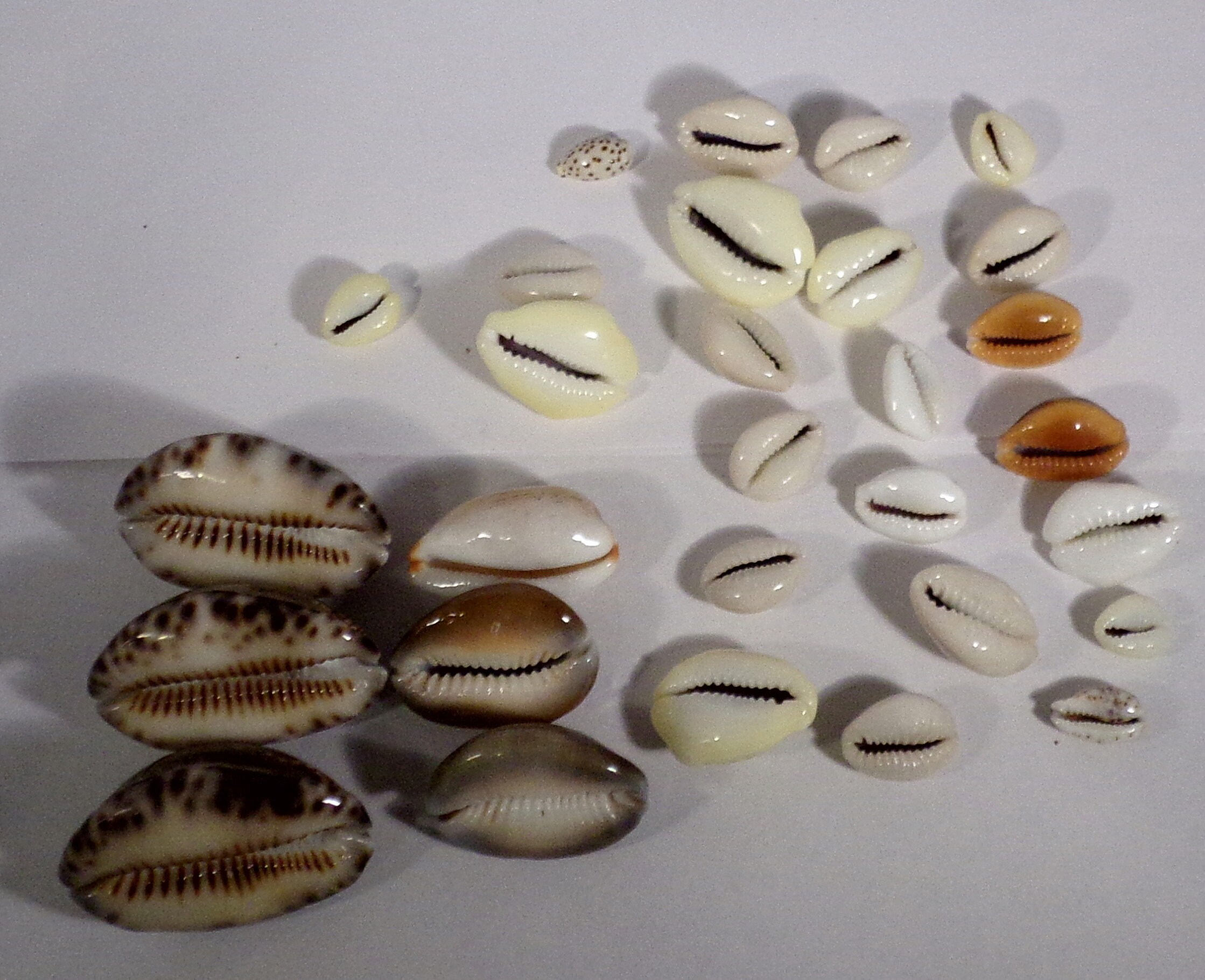 Collectible Small Cowrie and Variety Shell Lot - Etsy