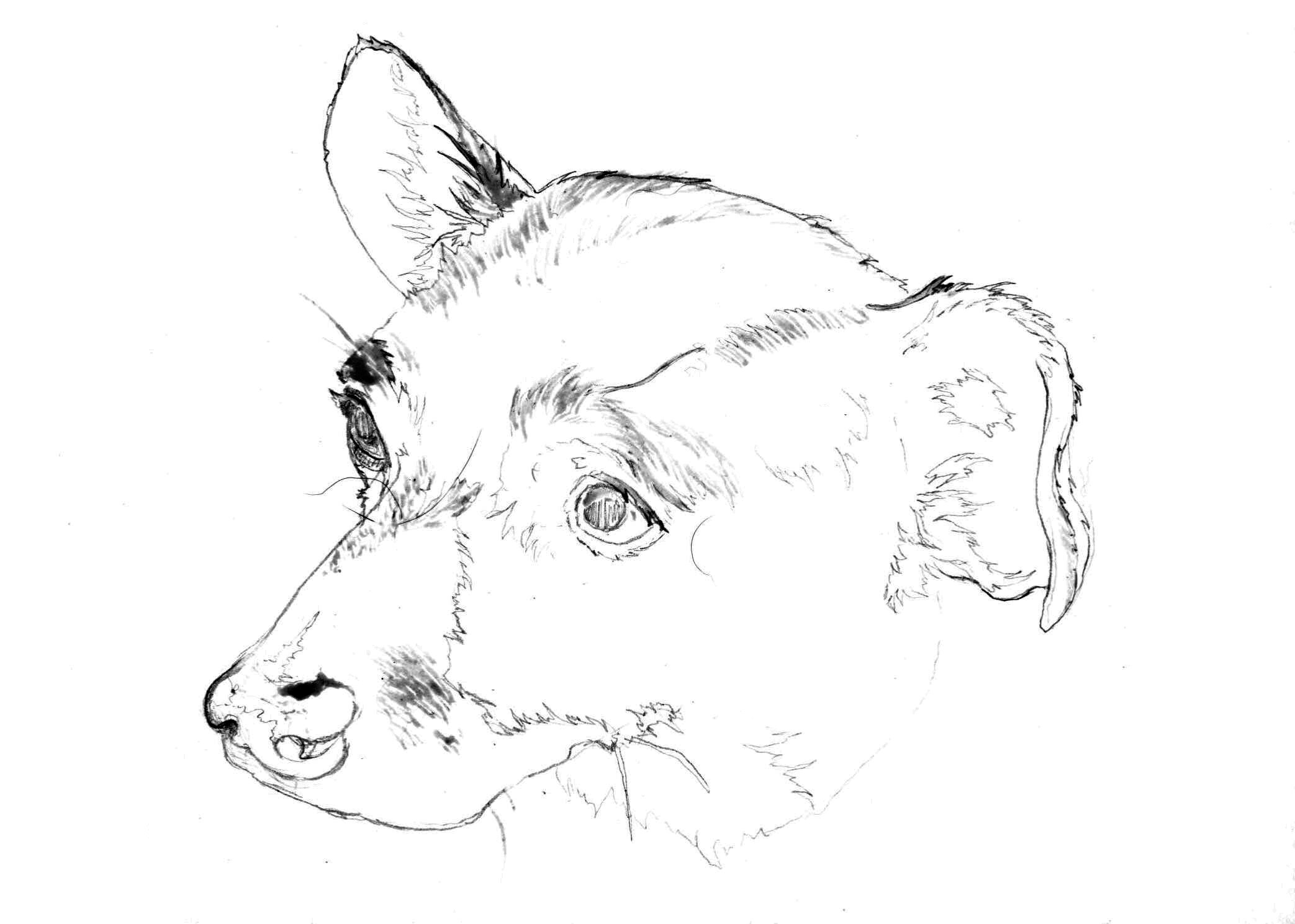 Pet Portrait Drawing, Pet Memorial Graphite Illustration, Custom Pet ...